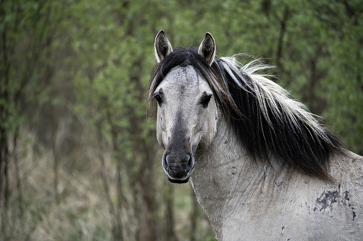 Caballo viejo - Chants de lutte et révolution